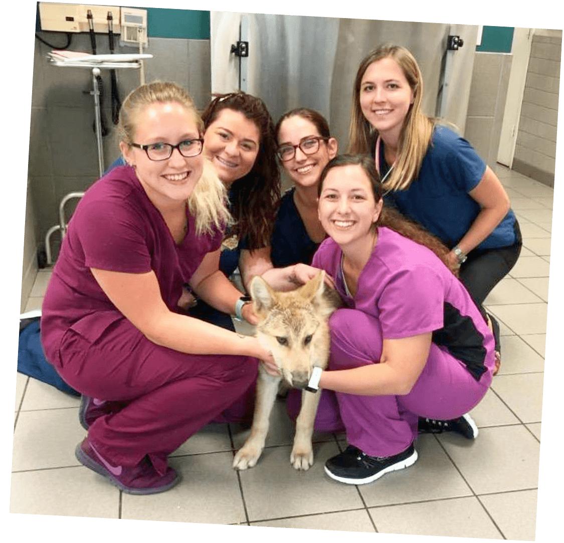 Veterinarian & Animal Hospital in Sunrise, FL | Welleby Veterinary Hospital