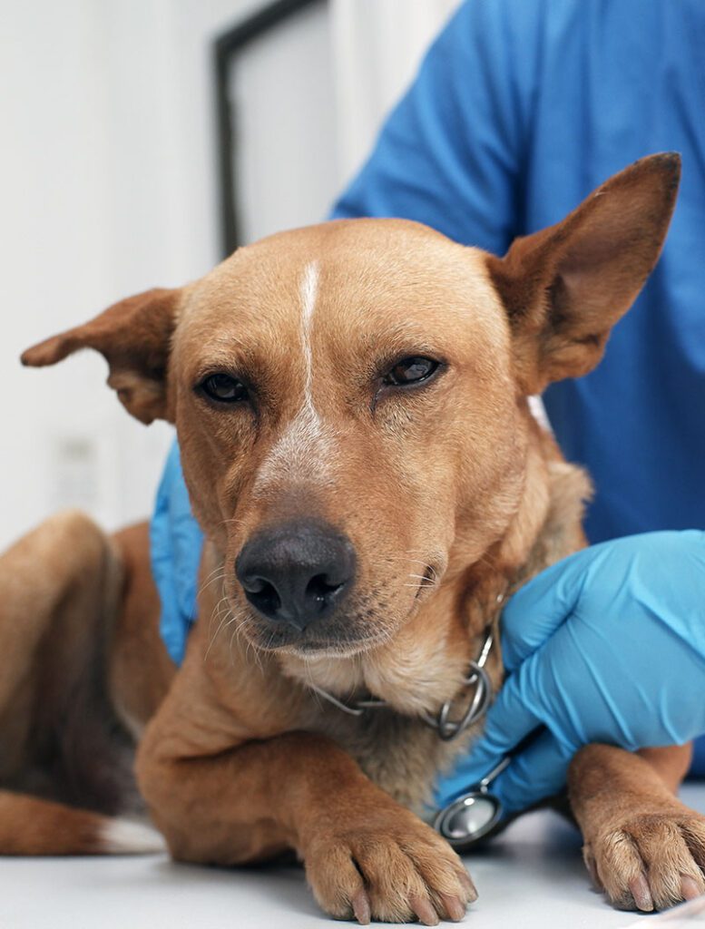 After-Hours Pet Emergencies in Sunrise, FL | Welleby Veterinary Hospital